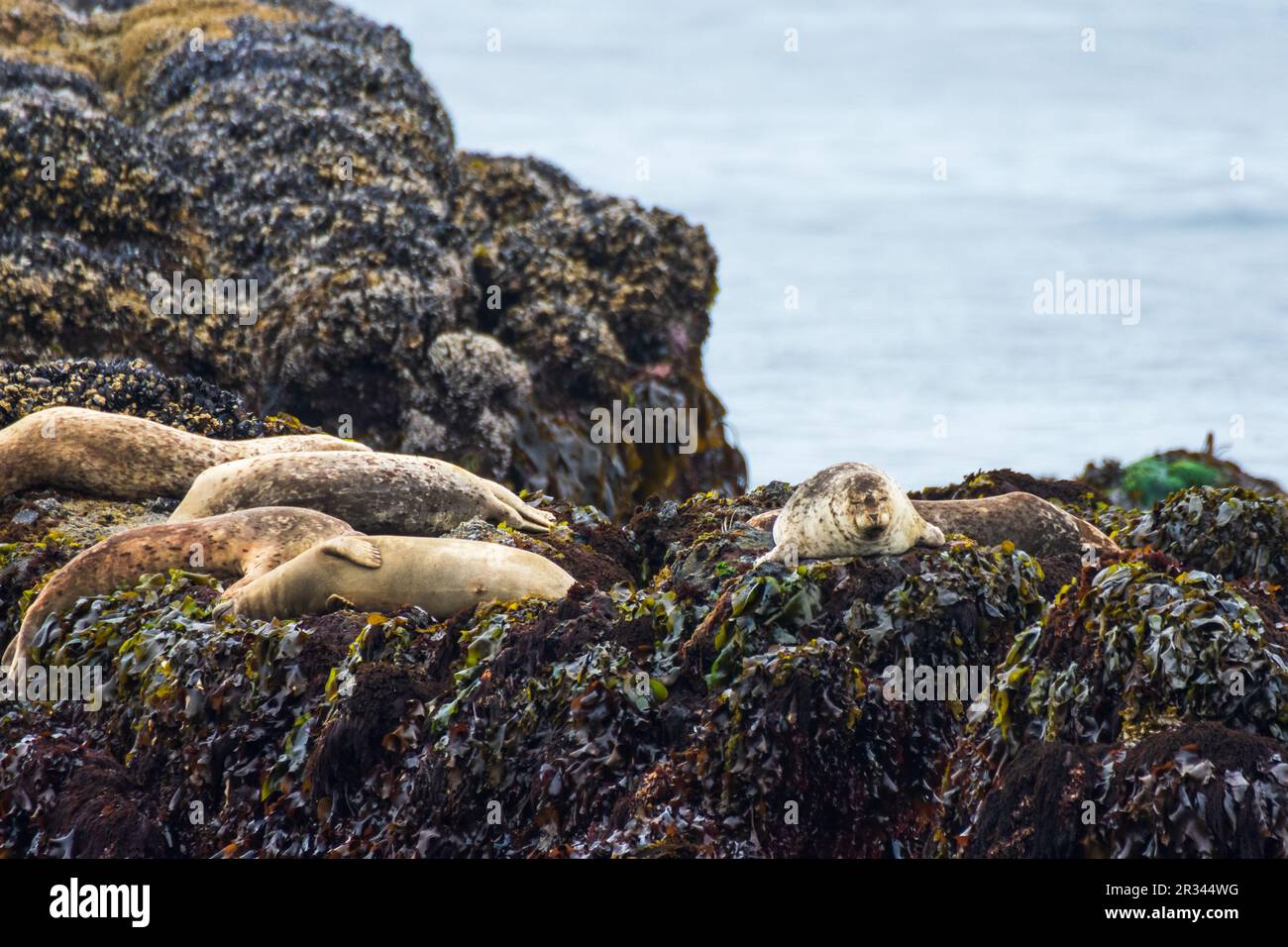 Harbor Seals laying on exposed rocks along the Oregon Coast, Yaquina ...