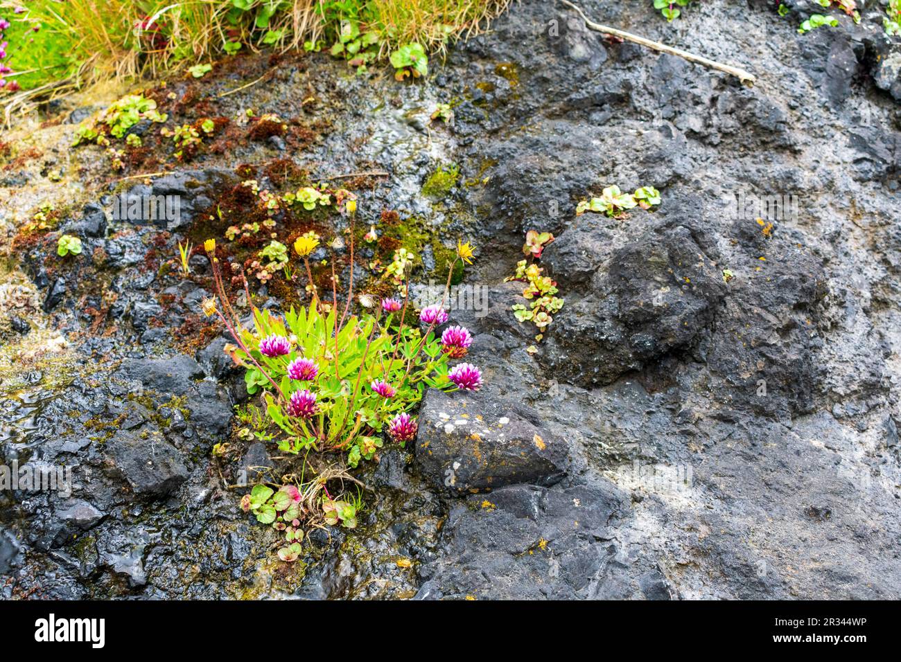 Red Clover grows along beach, Oregon Coast, USA Stock Photo - Alamy