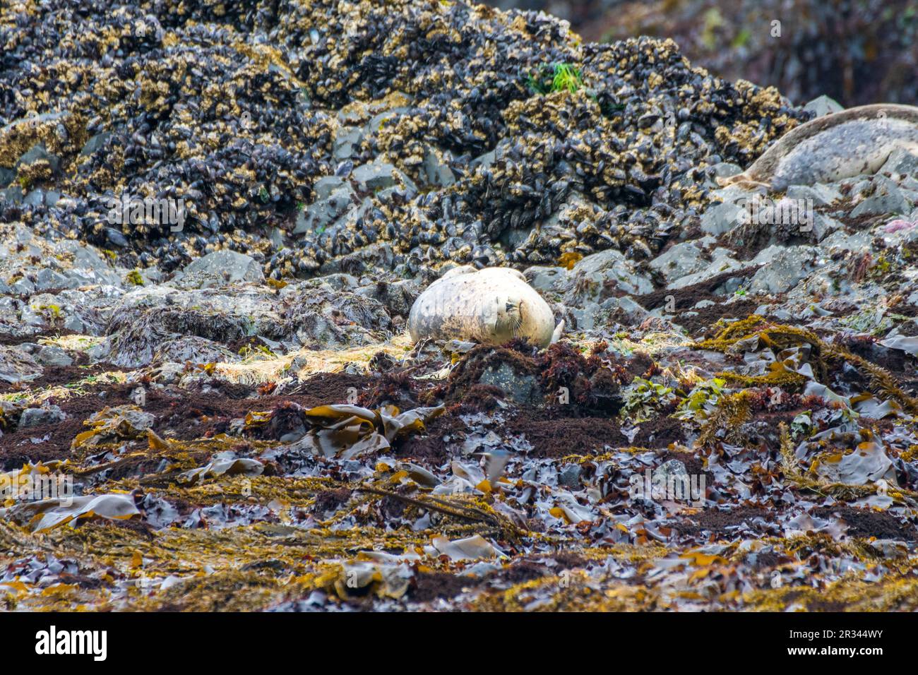 Harbor Seals laying on exposed rocks along the Oregon Coast, Yaquina ...