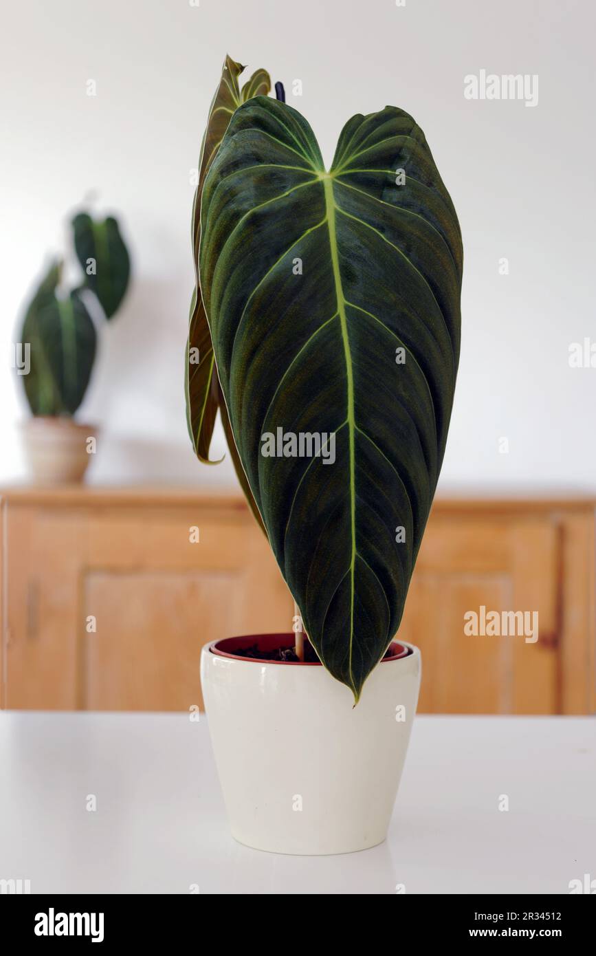 Philodendron Melanochrysum (Black Gold Philodendron Stock Photo - Alamy Philodendron Melanochrysum (Black Gold Philodendron Stock Photo - Alamy