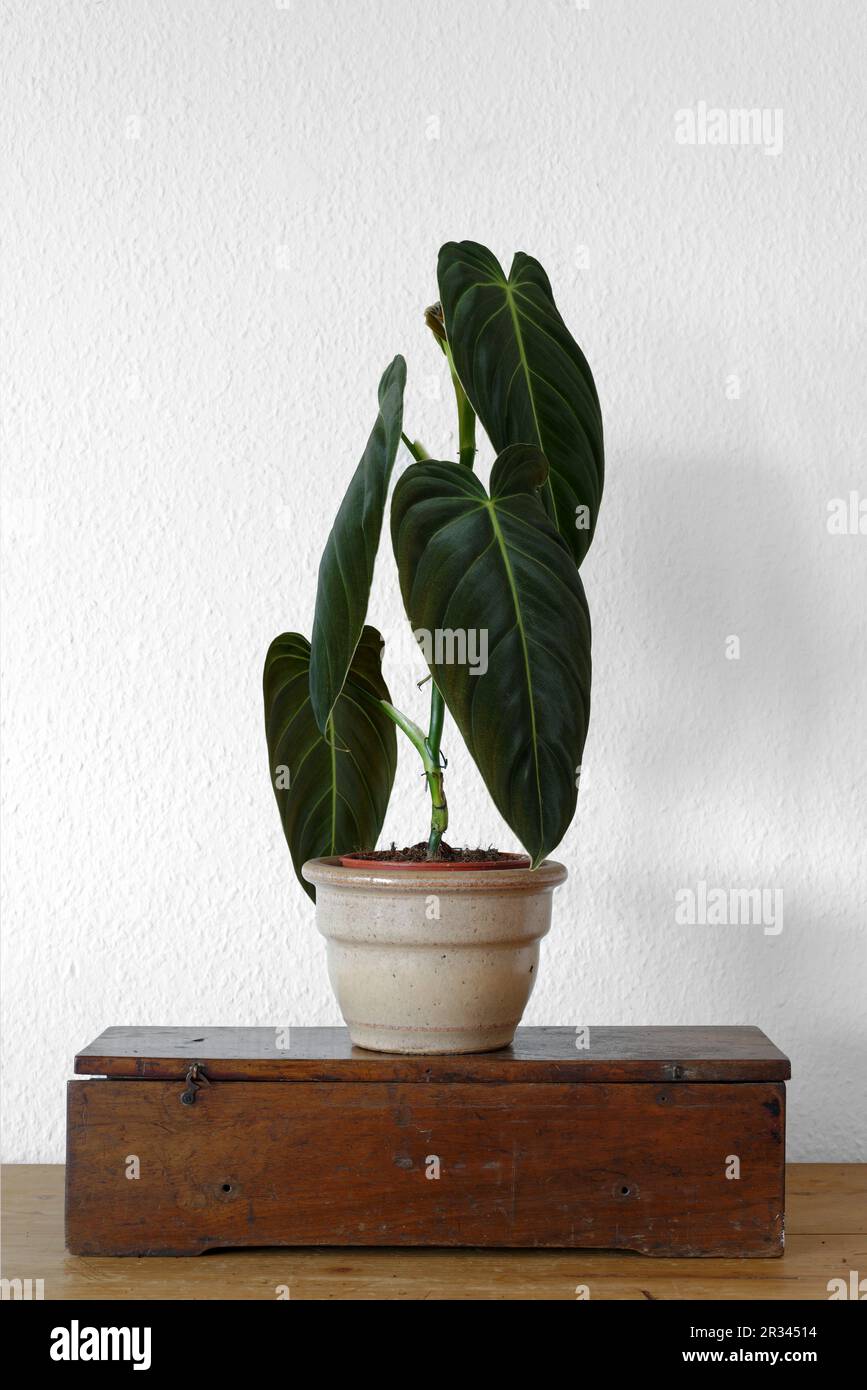 Philodendron Melanochrysum (Black Gold Philodendron Stock Photo - Alamy Philodendron Melanochrysum (Black Gold Philodendron Stock Photo - Alamy