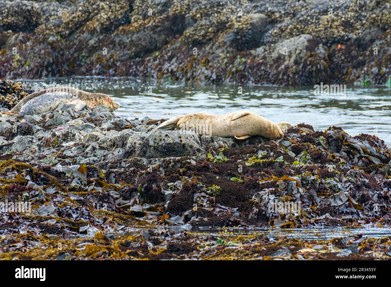 Harbor Seals laying on exposed rocks along the Oregon Coast, Yaquina ...