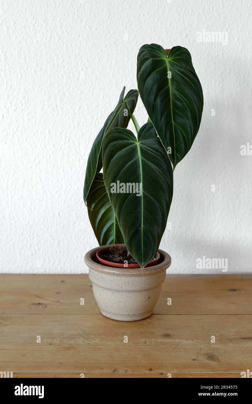 Philodendron Melanochrysum (Black Gold Philodendron Stock Photo - Alamy Philodendron Melanochrysum (Black Gold Philodendron Stock Photo - Alamy