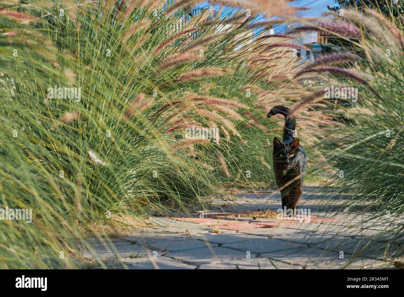 Black street cat with a white collar walks down the street in a green ...