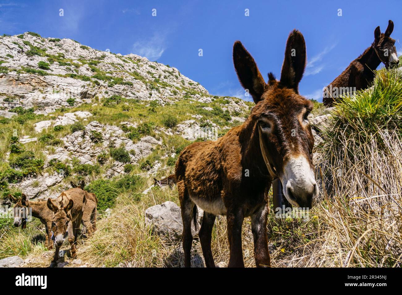 brigada de burros limpiando el sendero GR221, zona de Galatzo,Calvia ...