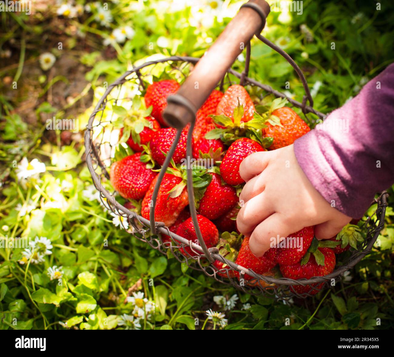 Picking fresh fruit hi-res stock photography and images - Alamy