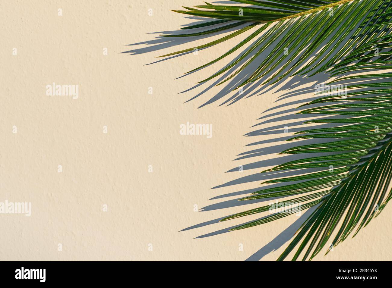 Palm leaves and leaf shadow on a beige wall. with copy space, idea for ...