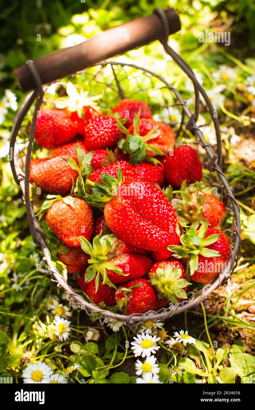 Summer harvest strawberries hi-res stock photography and images - Alamy