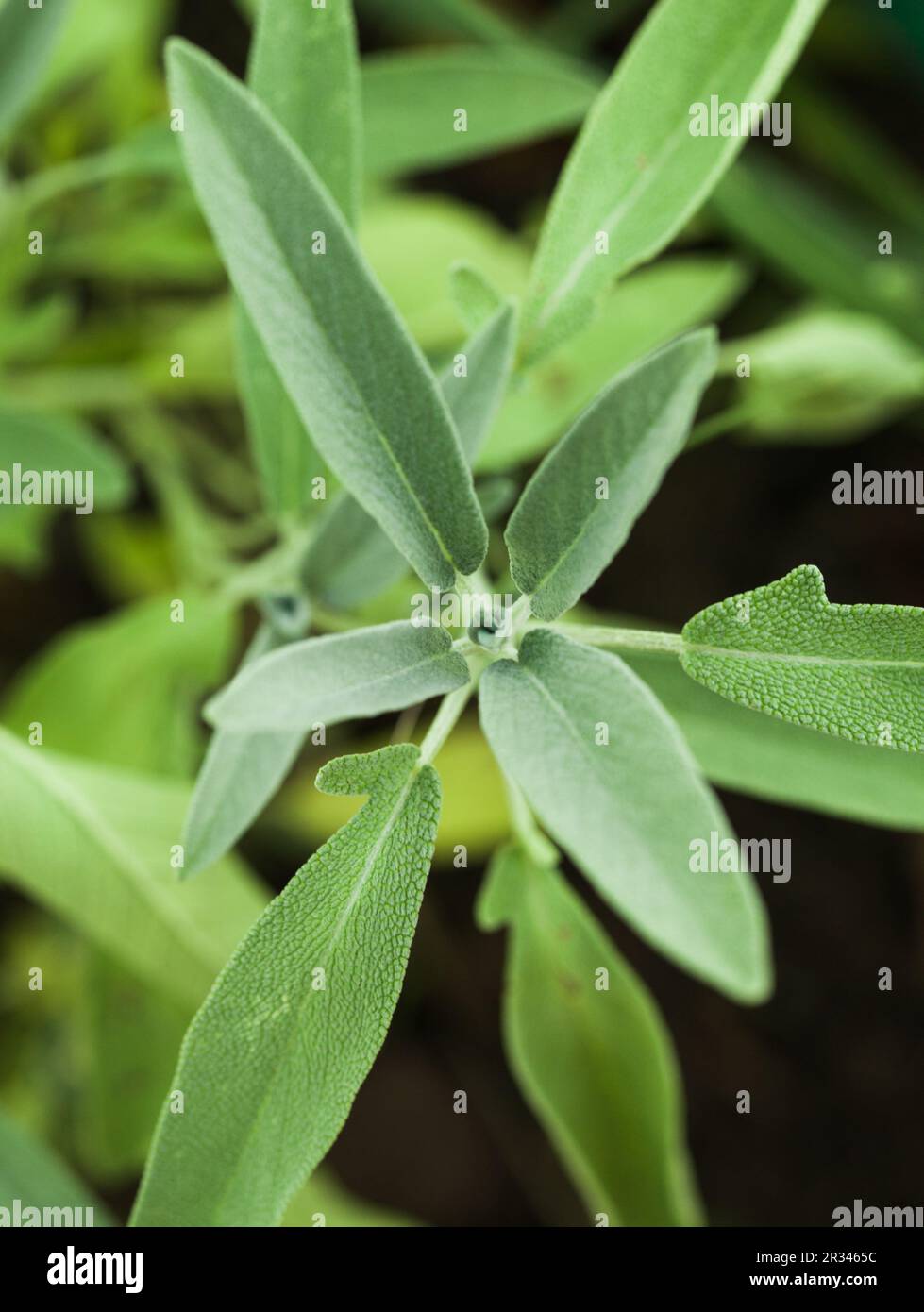 Sage plant hi-res stock photography and images - Alamy