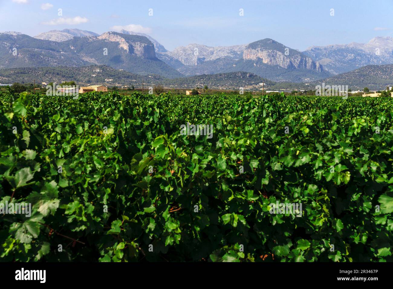 Cultivo vegetal tradicional hi-res stock photography and images - Alamy