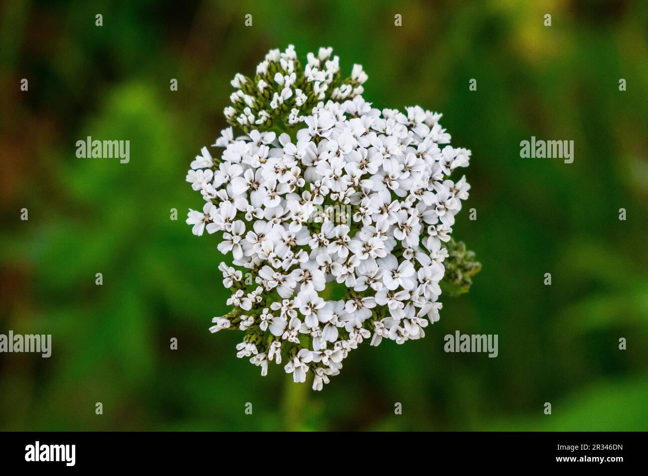 White Yarrow flower with bokeh seen in Oregon, USA Stock Photo - Alamy