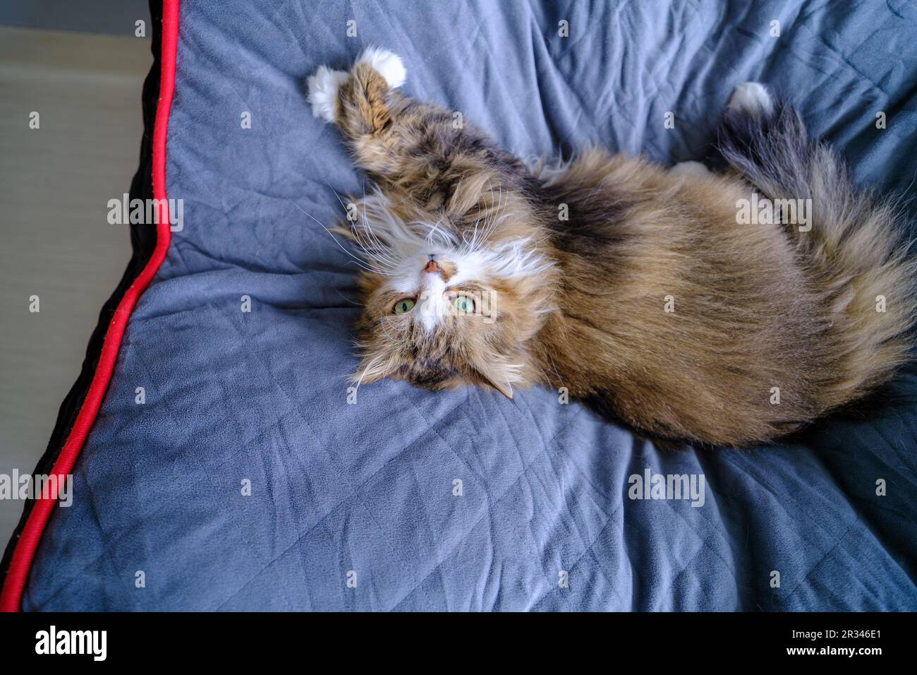 An expression of absolute bliss and satisfaction. The cat is sleeping ...