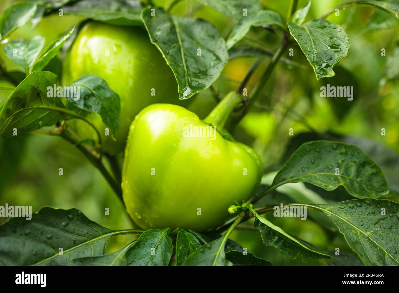 Peppers bell plant growing hi-res stock photography and images - Alamy