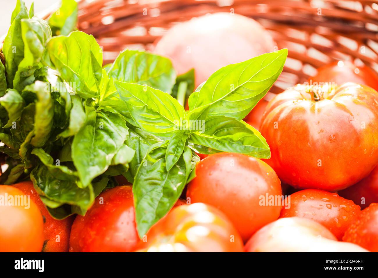Harvesting tomatoes italy hi-res stock photography and images - Alamy