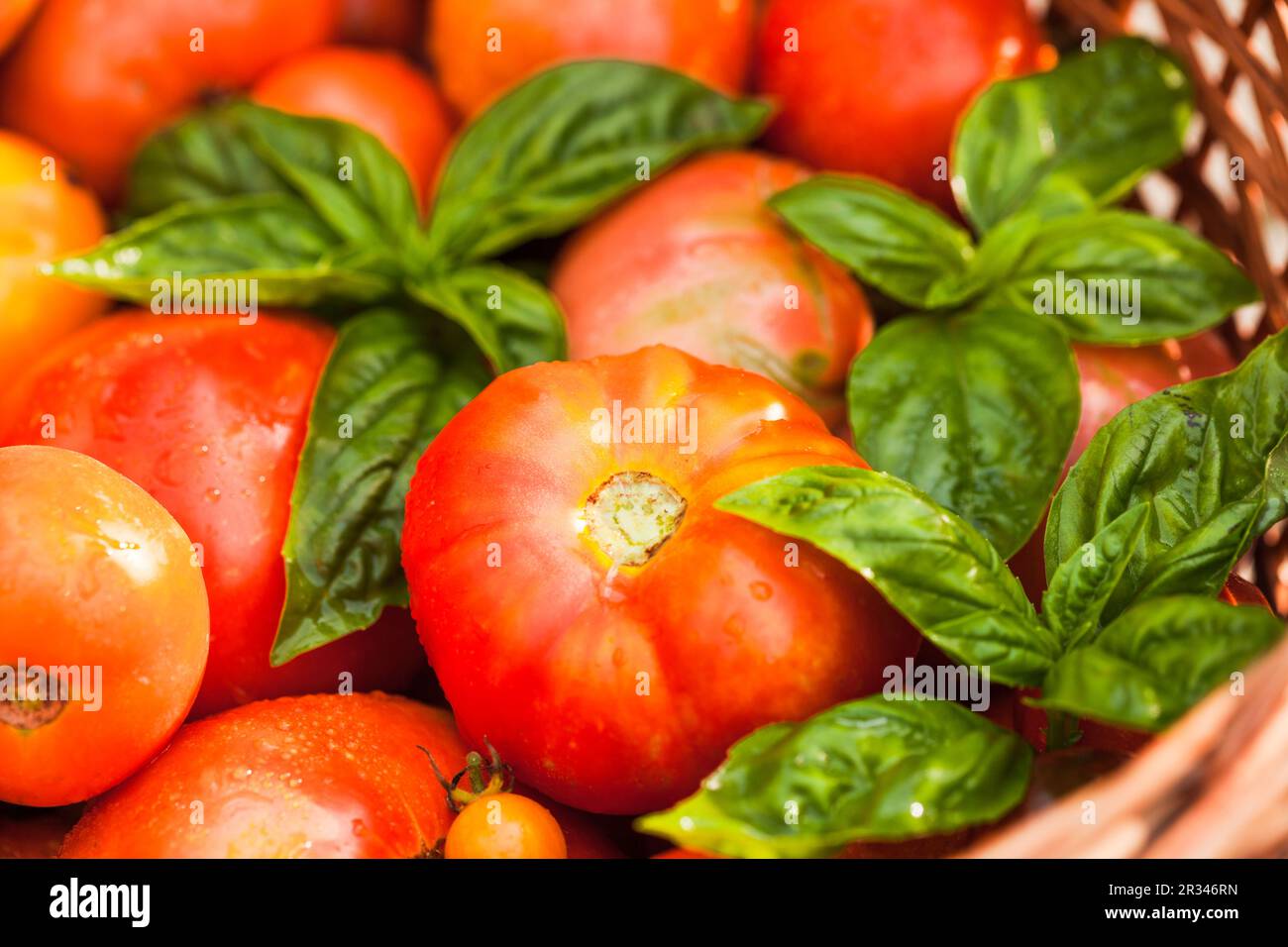 Harvesting tomatoes italy hi-res stock photography and images - Alamy