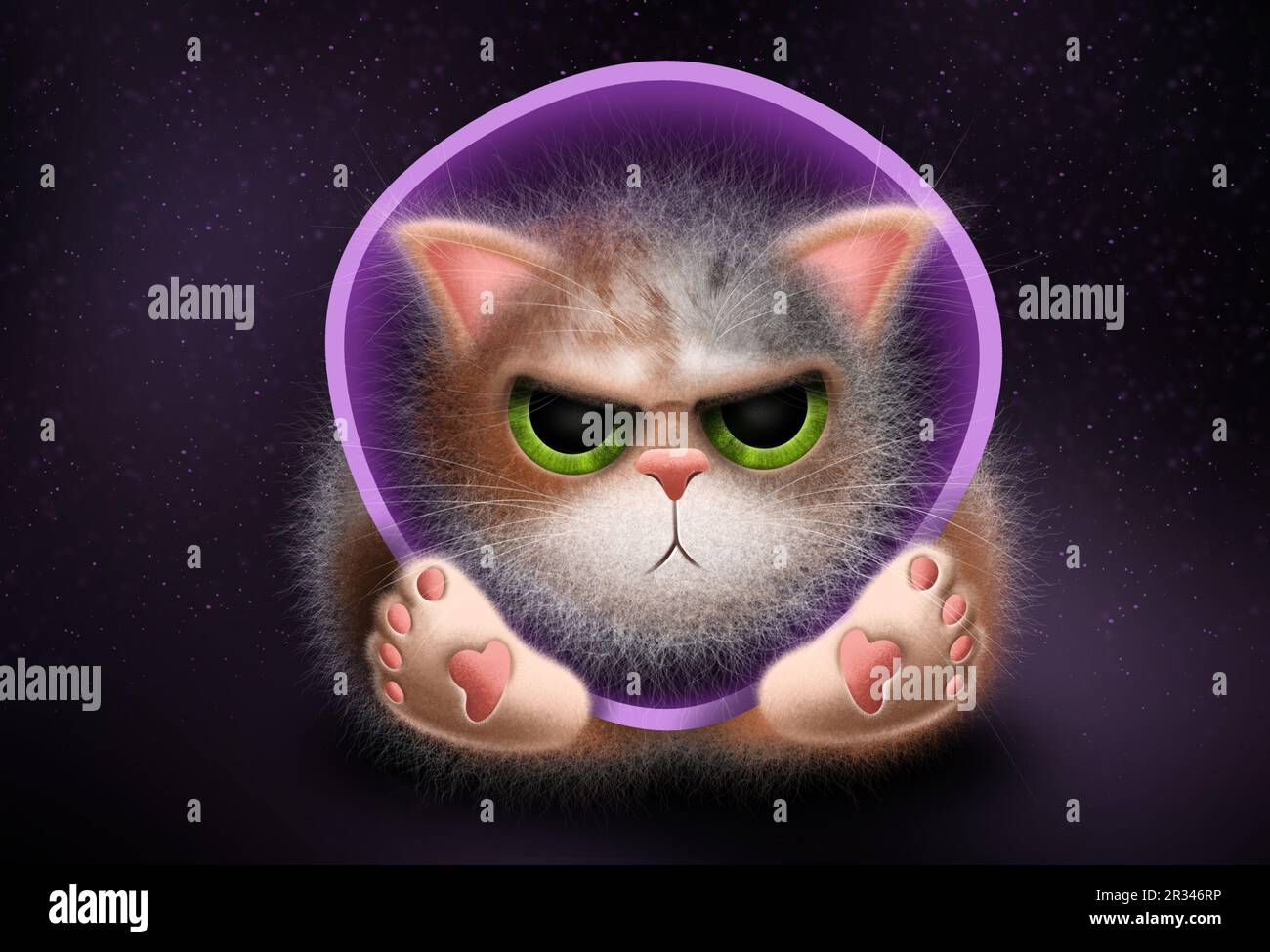 Kitten in protective collar hi-res stock photography and images - Alamy