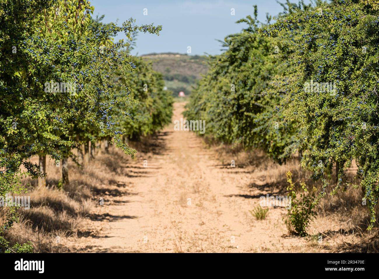 Agricultura tradicional en españa hi-res stock photography and images ...