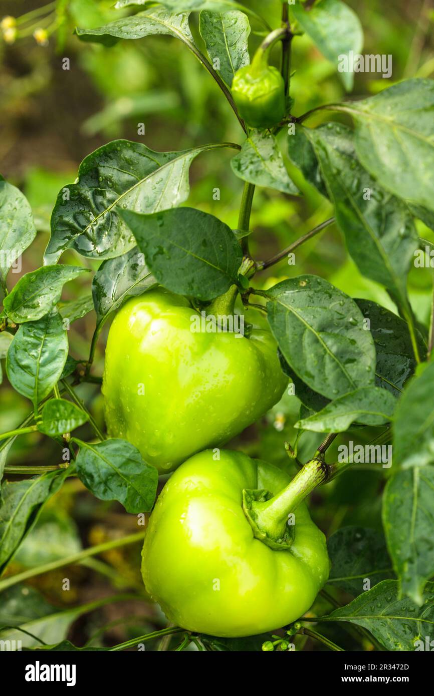 Peppers bell plant growing hi-res stock photography and images - Alamy