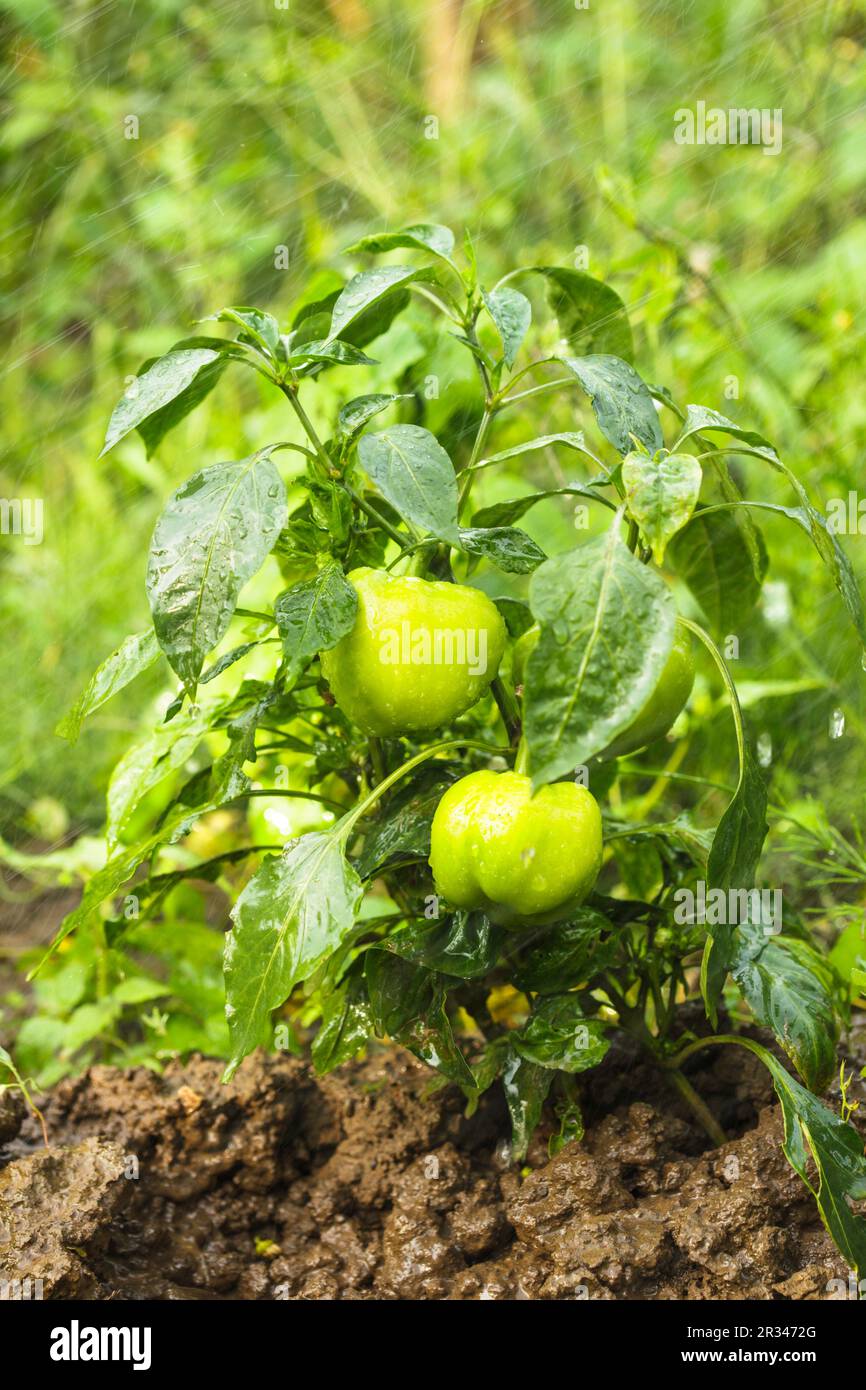 Growing pepper plant hi-res stock photography and images - Alamy