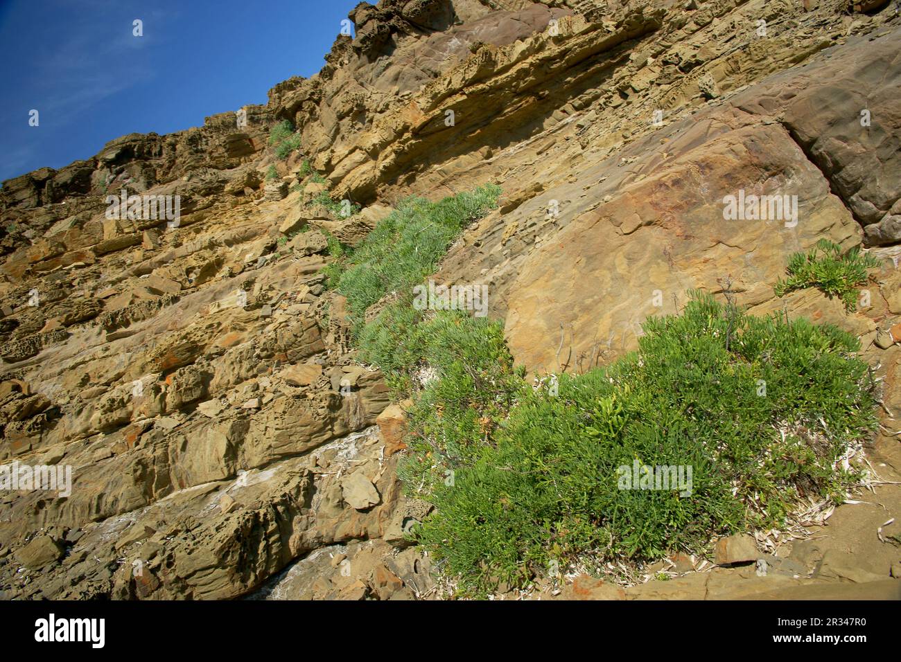 "Fonoll mari". Punta des Coloma.Cala Tamarells.Parc natural de s ...