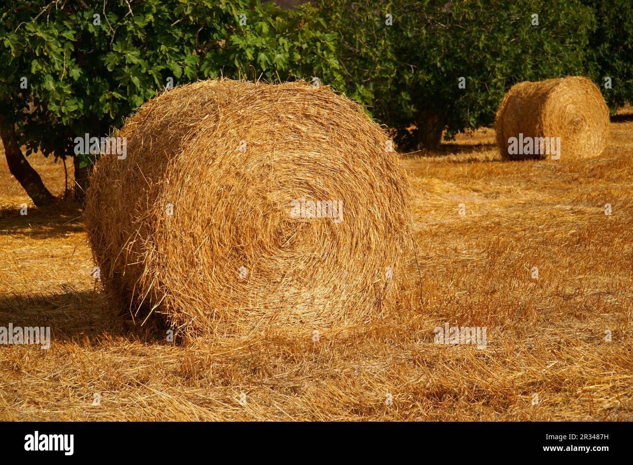 Campo de labor. Porreres.Es Pla.Mallorca.Illes Balears.España Stock ...