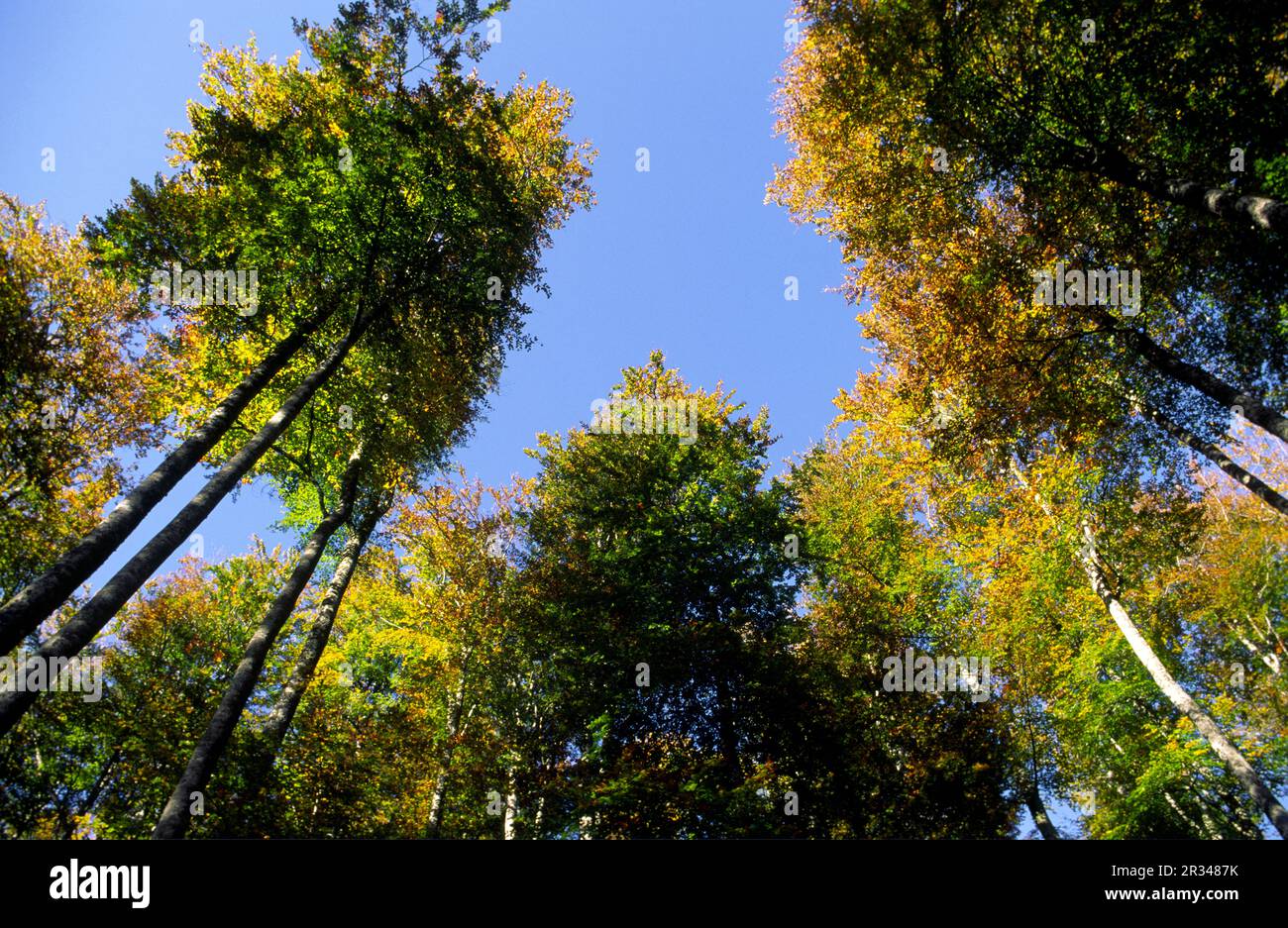Bosque de Irati.Cordillera pirenaica.Navarra.España Stock Photo - Alamy