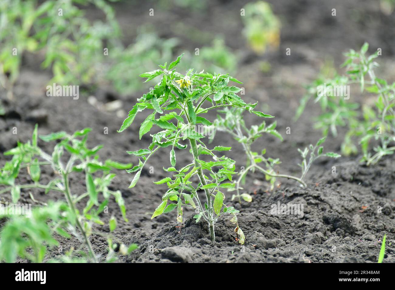 Young tomato sprout growing in the garden outdoors Stock Photo - Alamy