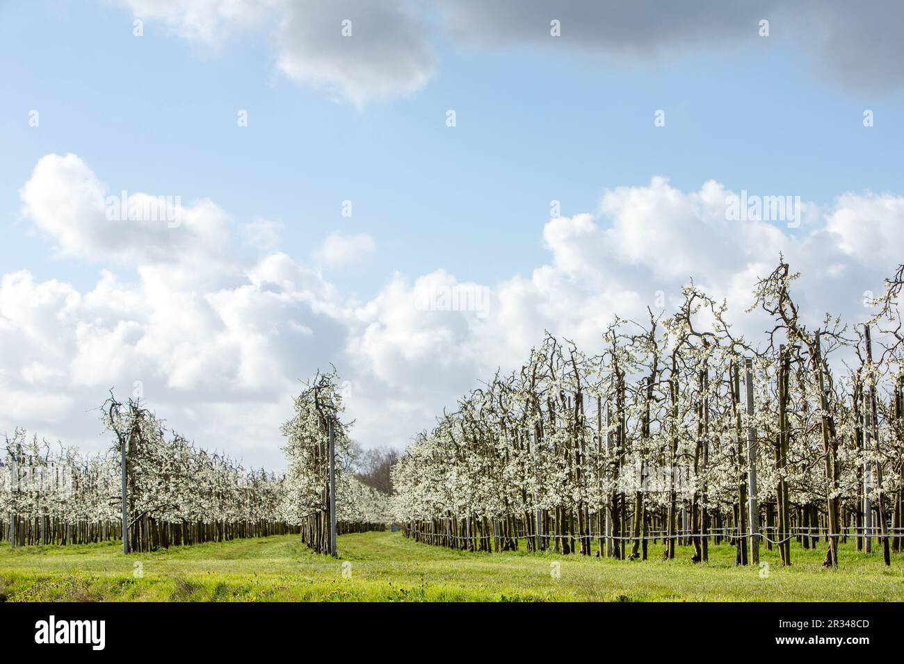 blooming fruit trees under blue sky with clouds in spring in holland ...