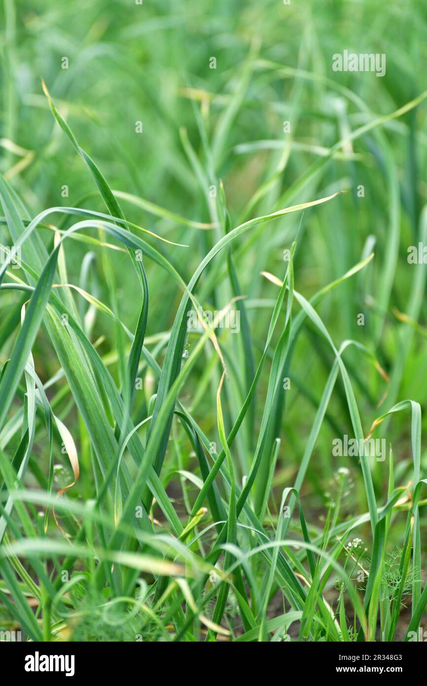 garlic sprout growing in the garden outdoors Stock Photo - Alamy
