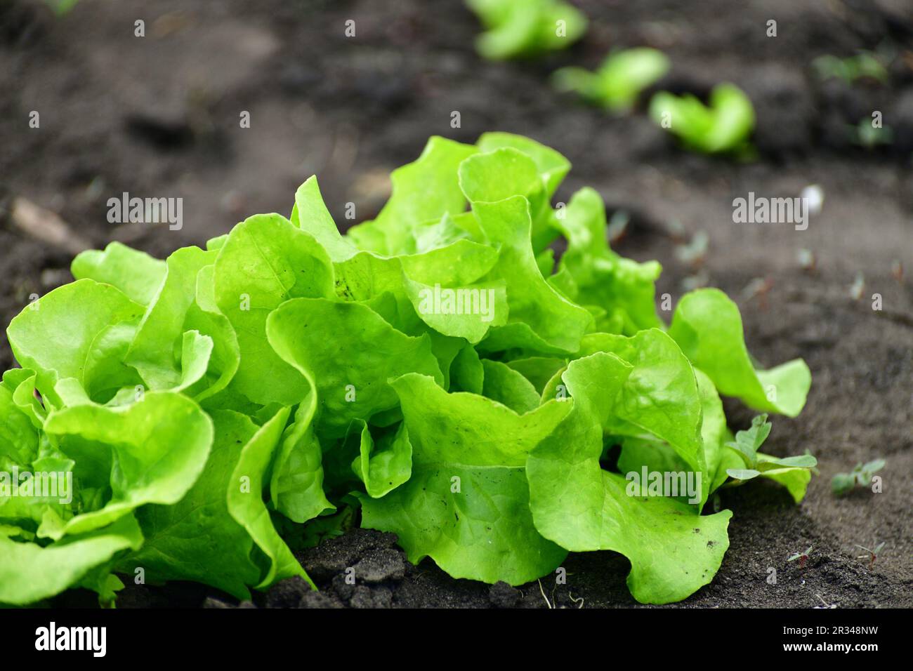 Salad sprout hi-res stock photography and images - Alamy