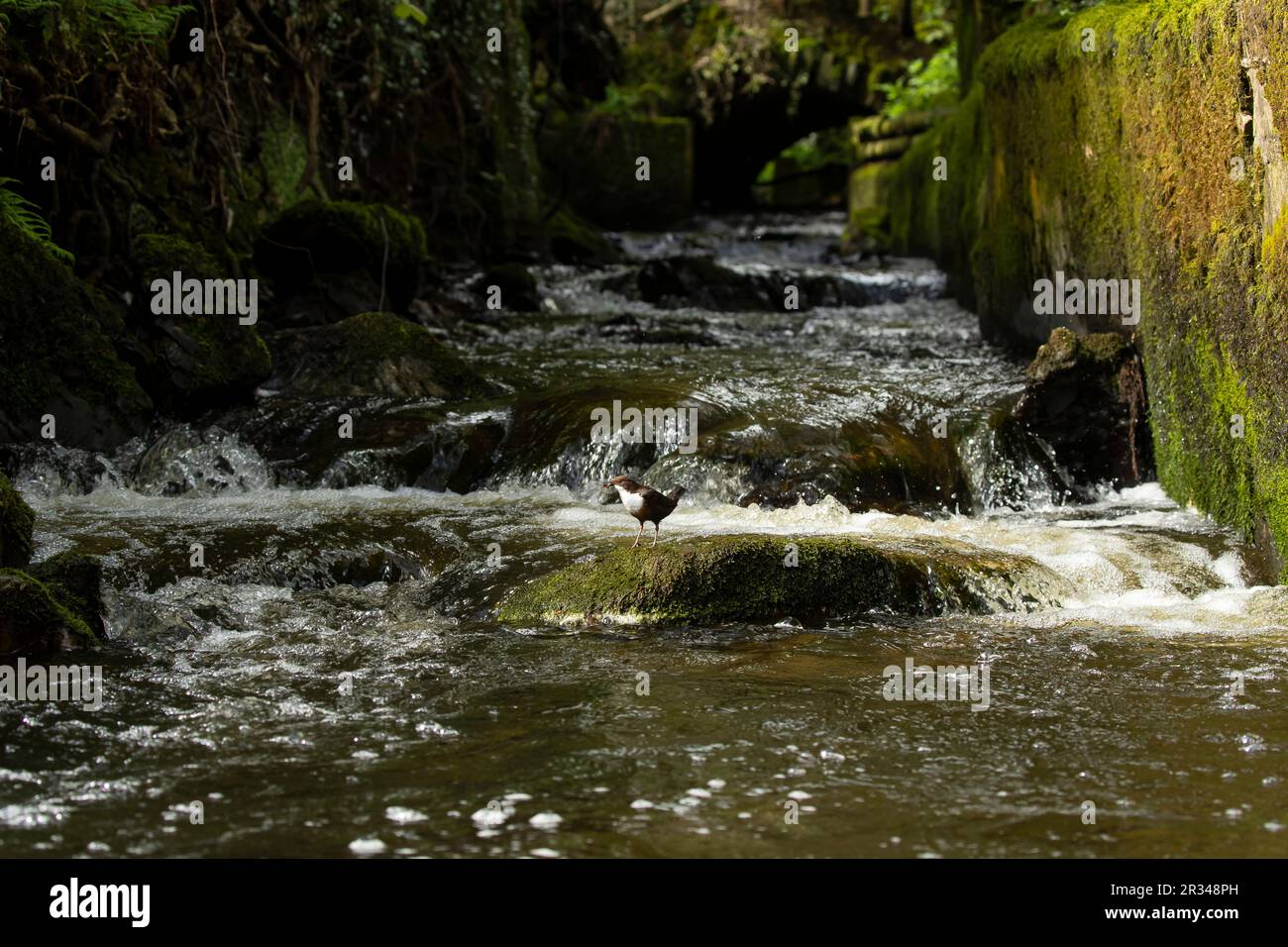 Dipper (Cinclus cinclus) hunting on a fast flowing river Stock Photo ...