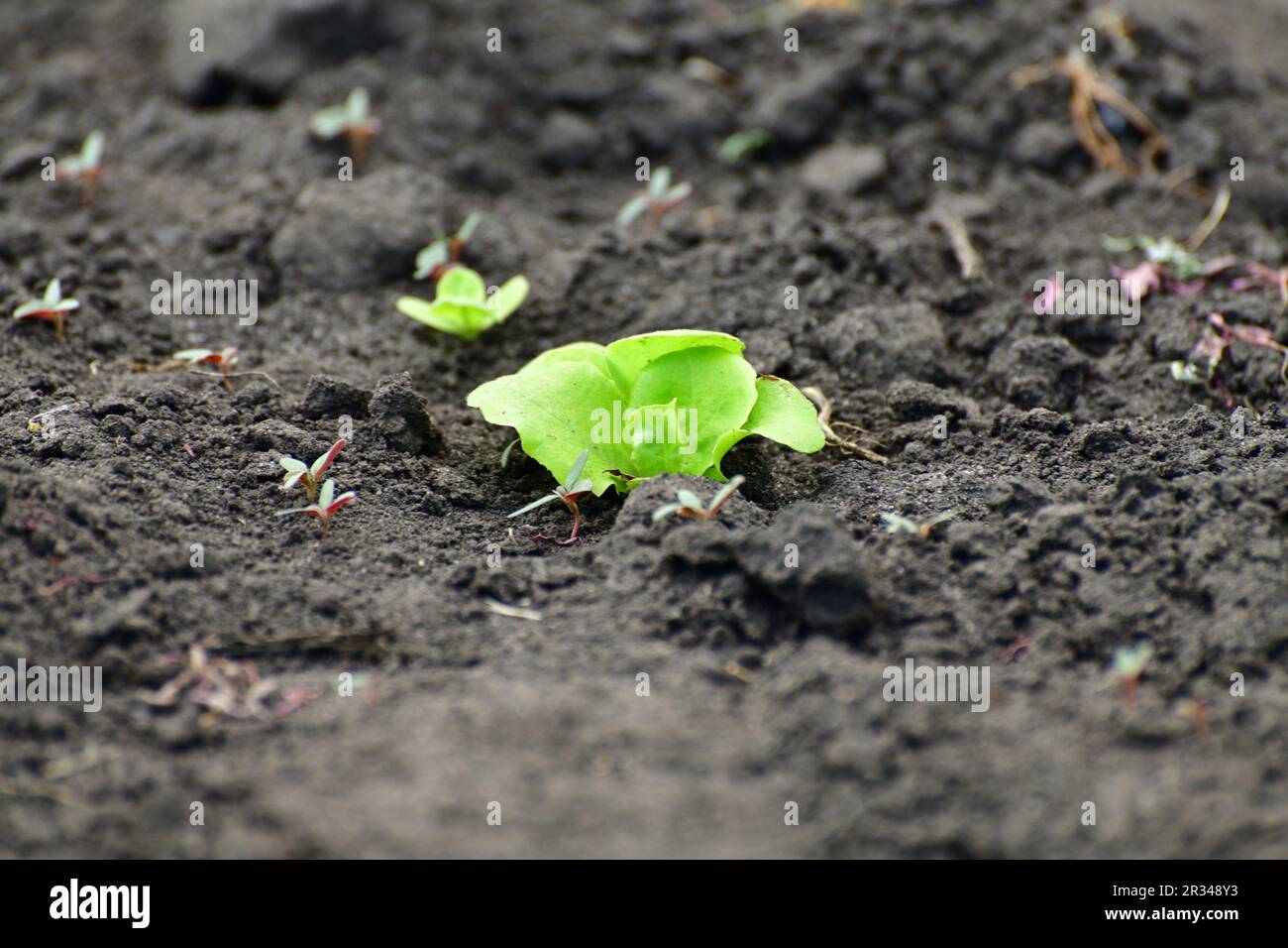 Salad sprout hi-res stock photography and images - Alamy
