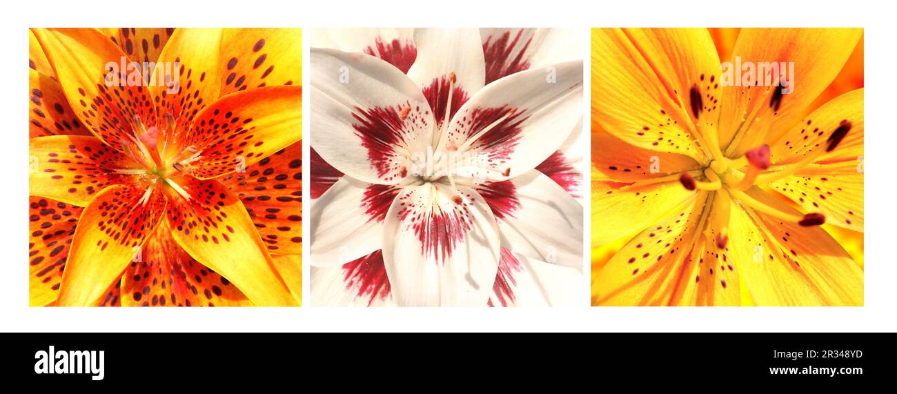 Set of square posters with lily flowers of white and yellow colors ...