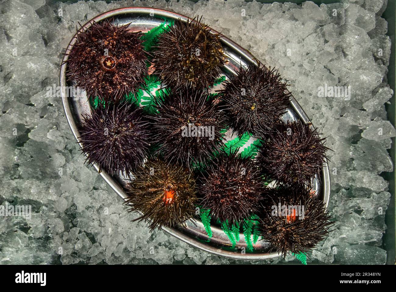 The animals, commonly known as sea urchins, are a class of the phylum ...