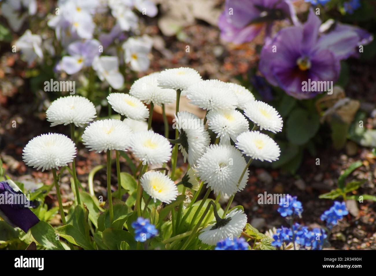 white blossom of the bellis, thousand and one Stock Photo - Alamy