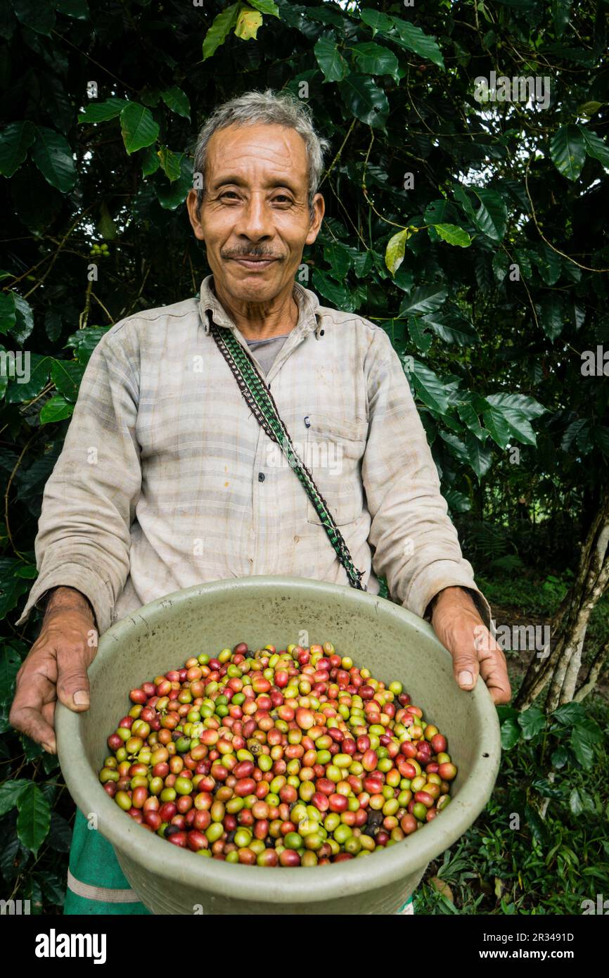 recoleccion de cafe, La Taña, zona Reyna, departamento de Uspantan ...