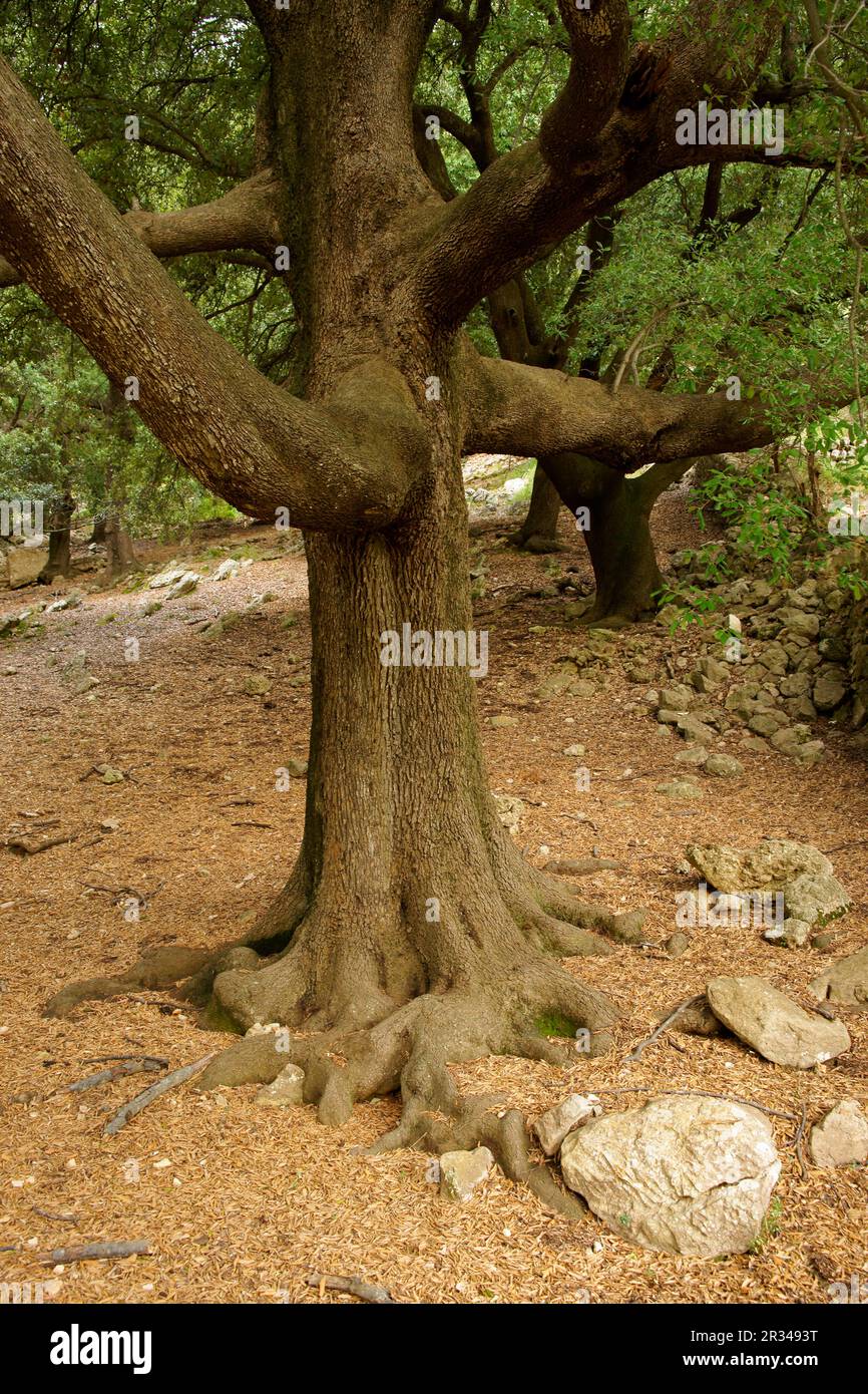 Hojas de encina hi-res stock photography and images - Alamy