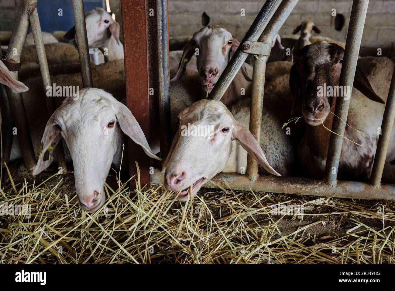 Tipos de ovejas hi-res stock photography and images - Alamy