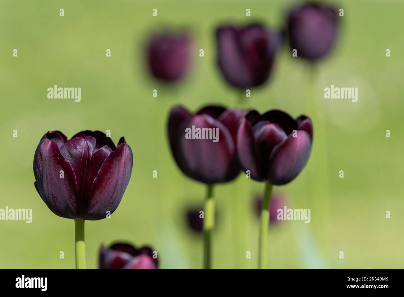 Dark tulips blooming in tulip field in garden with blurry background ...