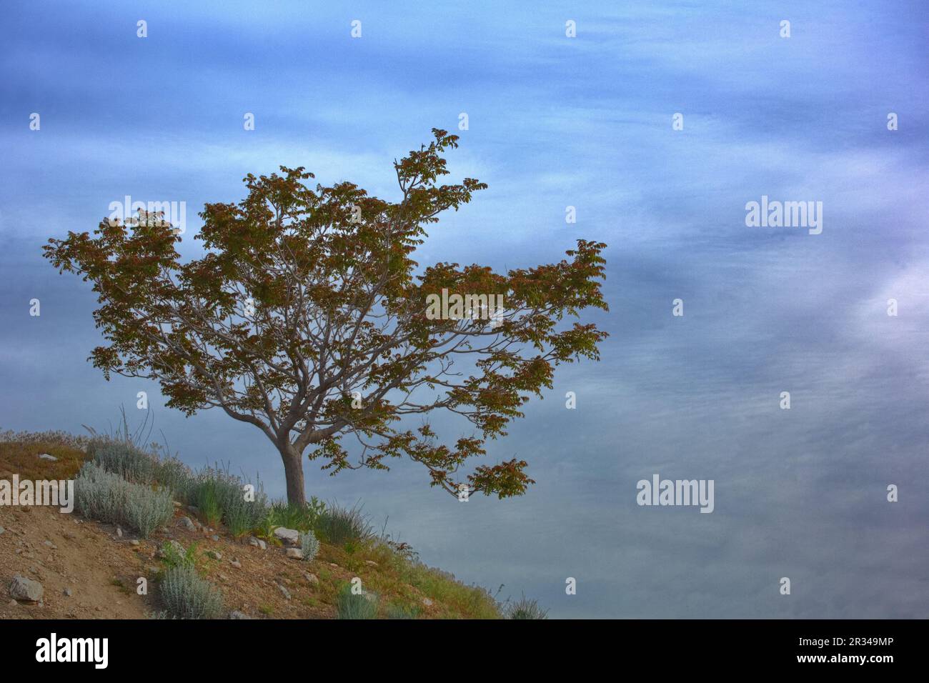 Serene background of tree and slope near Great Salt Lake Nature Center ...