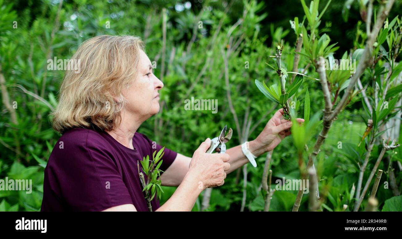 Senior woman pruning and cutting branches with tool Stock Photo - Alamy