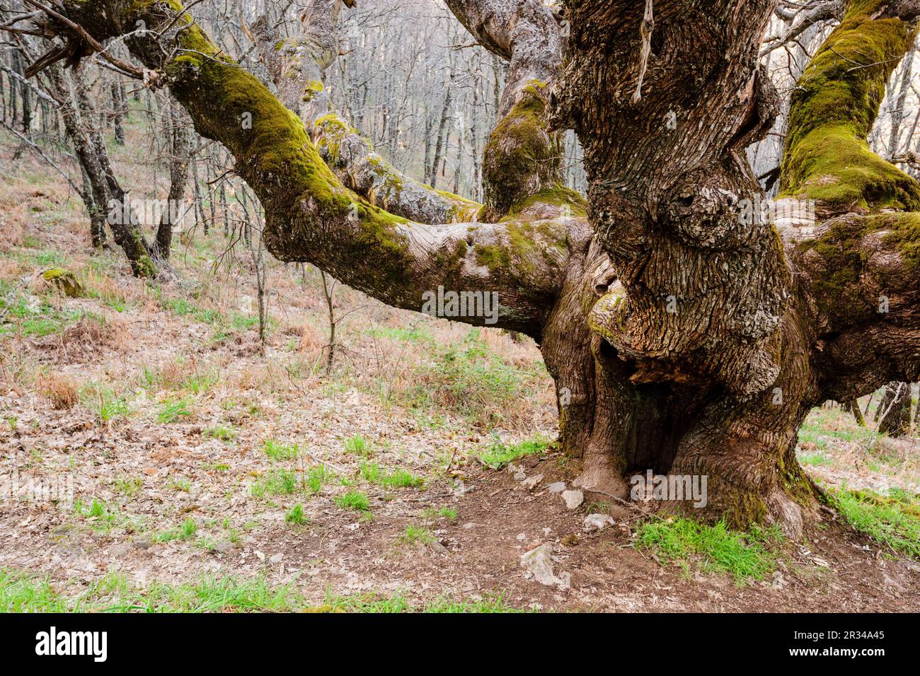 Ecosistema vegetal hi-res stock photography and images - Alamy