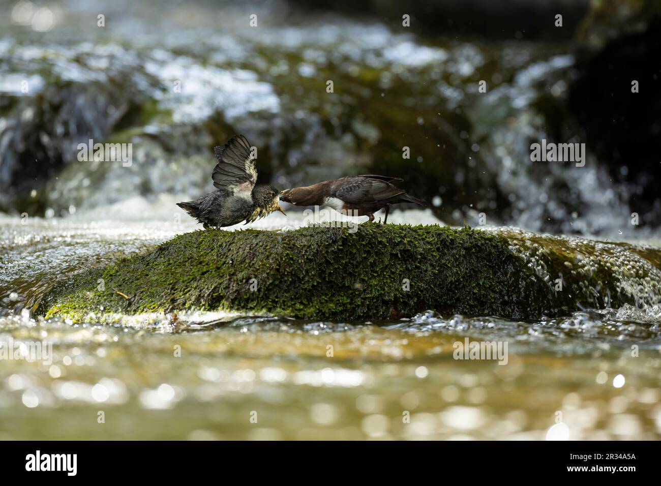 Dipper (Cinclus cinclus) feeding young Stock Photo - Alamy
