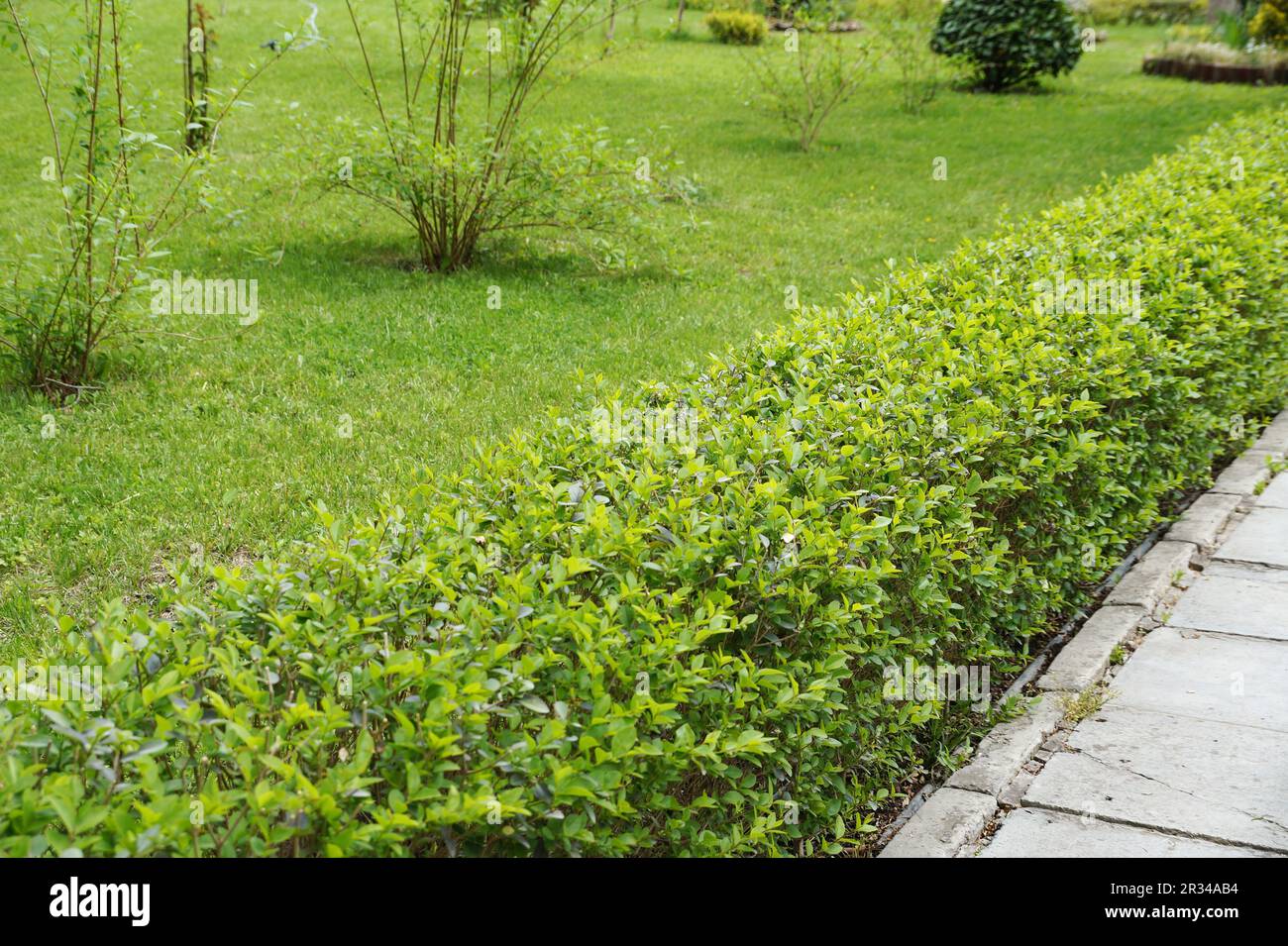 Boxwood hedge shrubs hi-res stock photography and images - Alamy