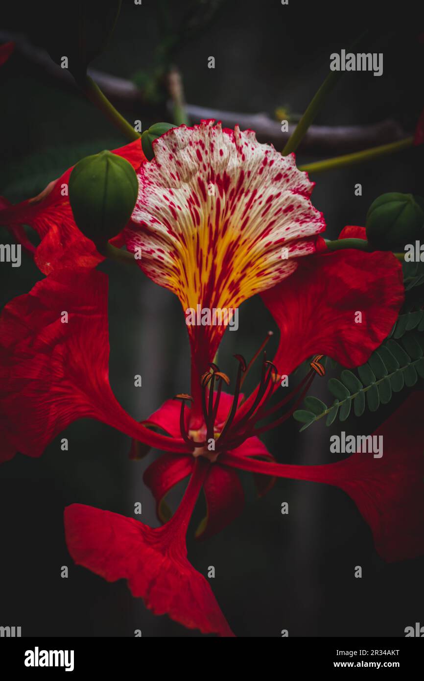 Flamboyant Flower Structure