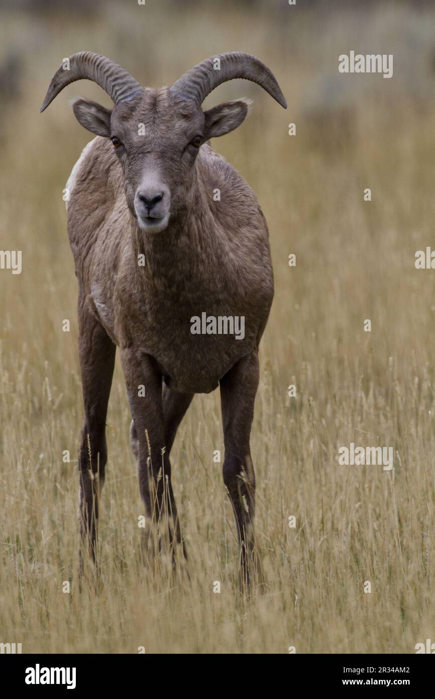 Big Horn Sheep stands with alert attention in the dry grasses along Old ...