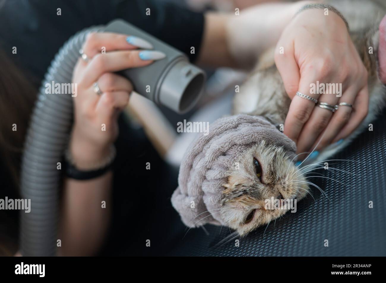 Professional cat washing in grooming hi-res stock photography and ...