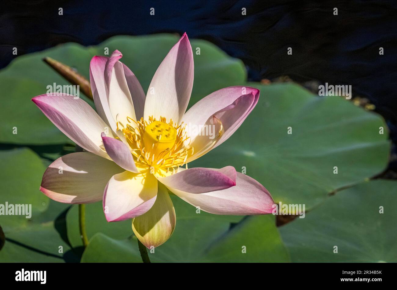 Indian lotus flower hi-res stock photography and images - Alamy
