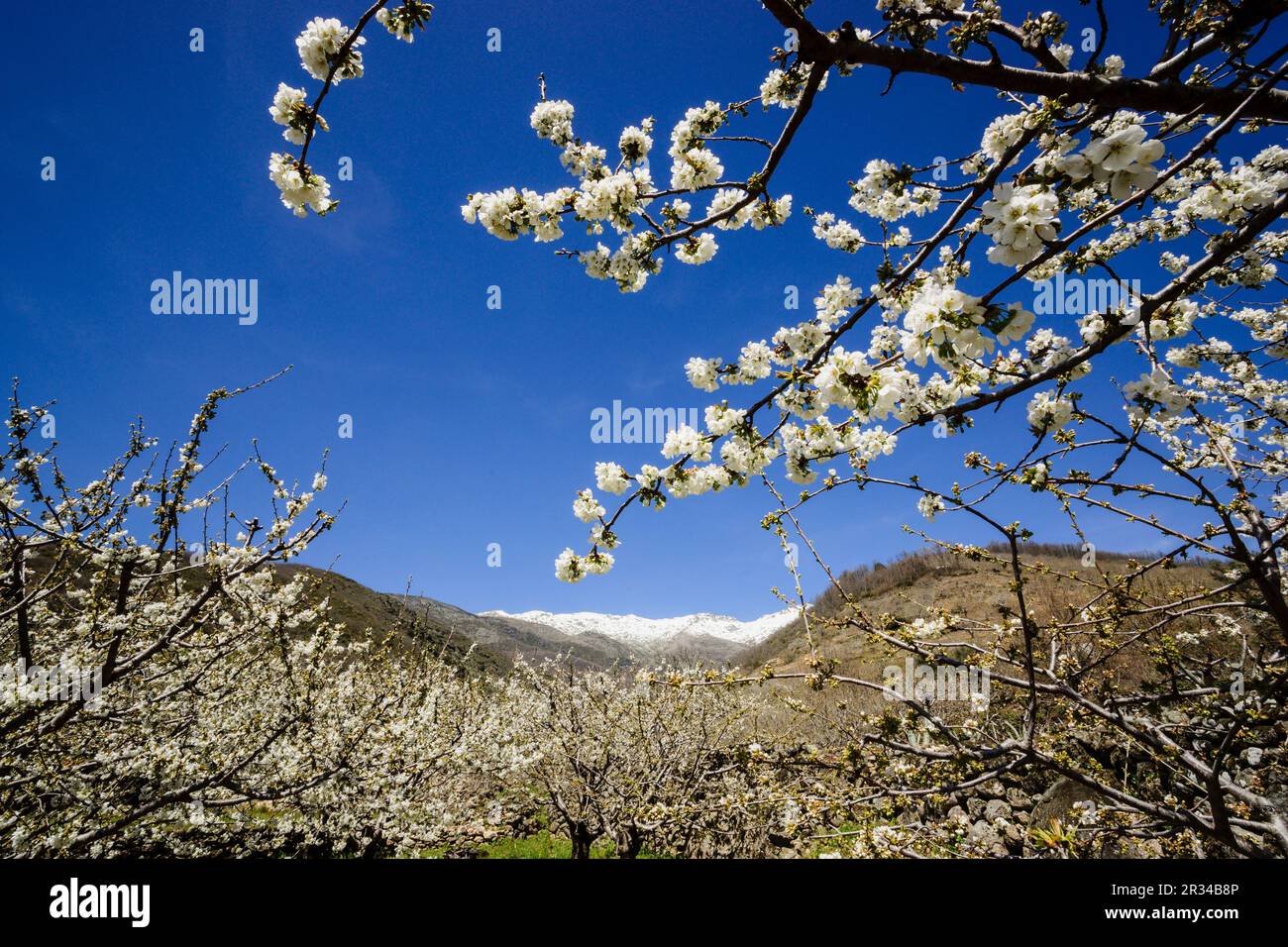 Plantación de cerezo hi-res stock photography and images - Alamy