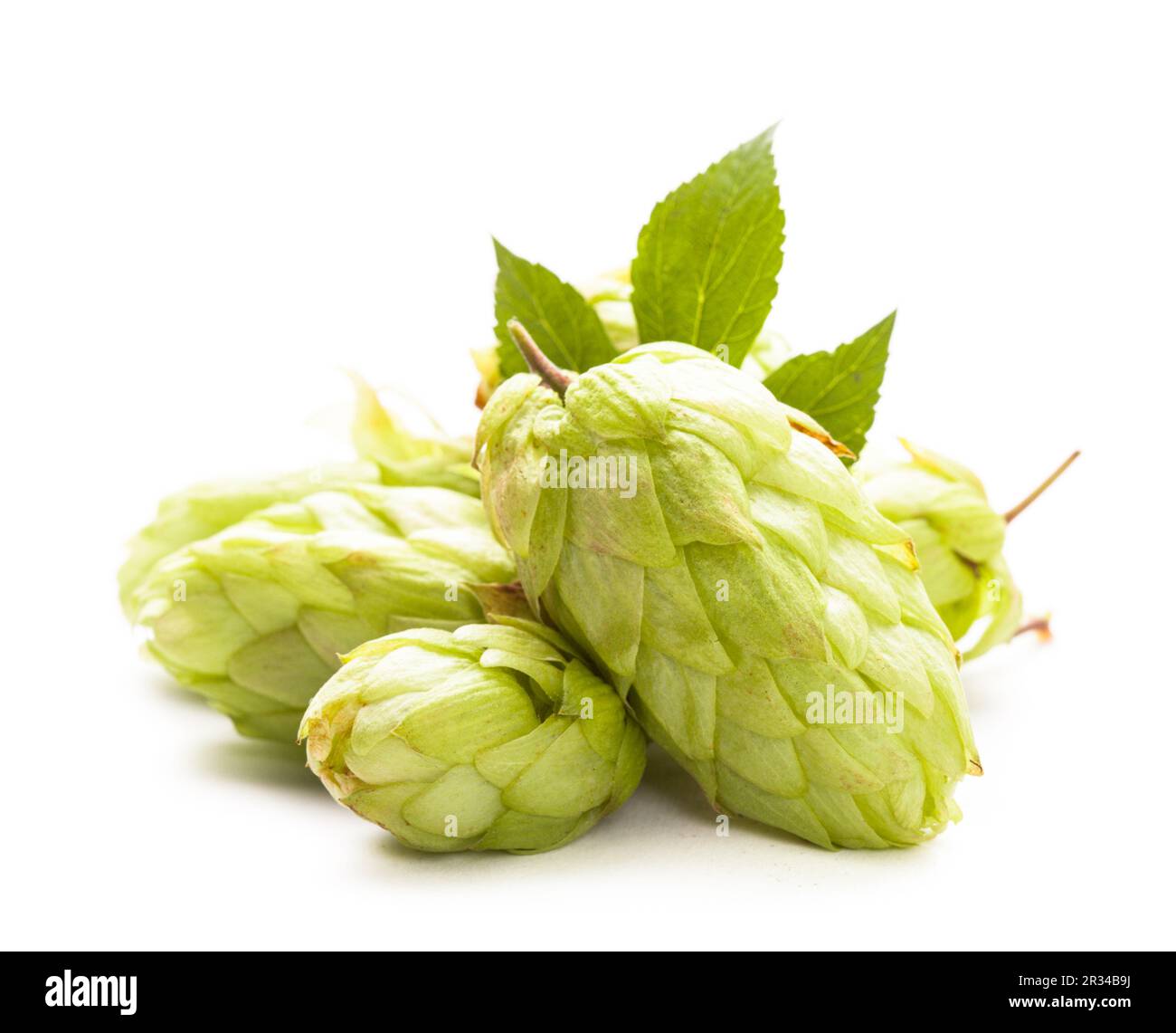 Pile of hops hi-res stock photography and images - Alamy